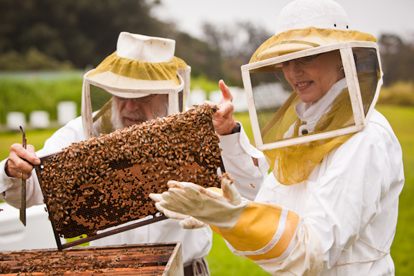 Volcano Island Honey Guru – Renegades Escapades